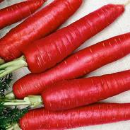 Carotte rouge "Atomic Red" | mer, 19/10/2016 - 02:00